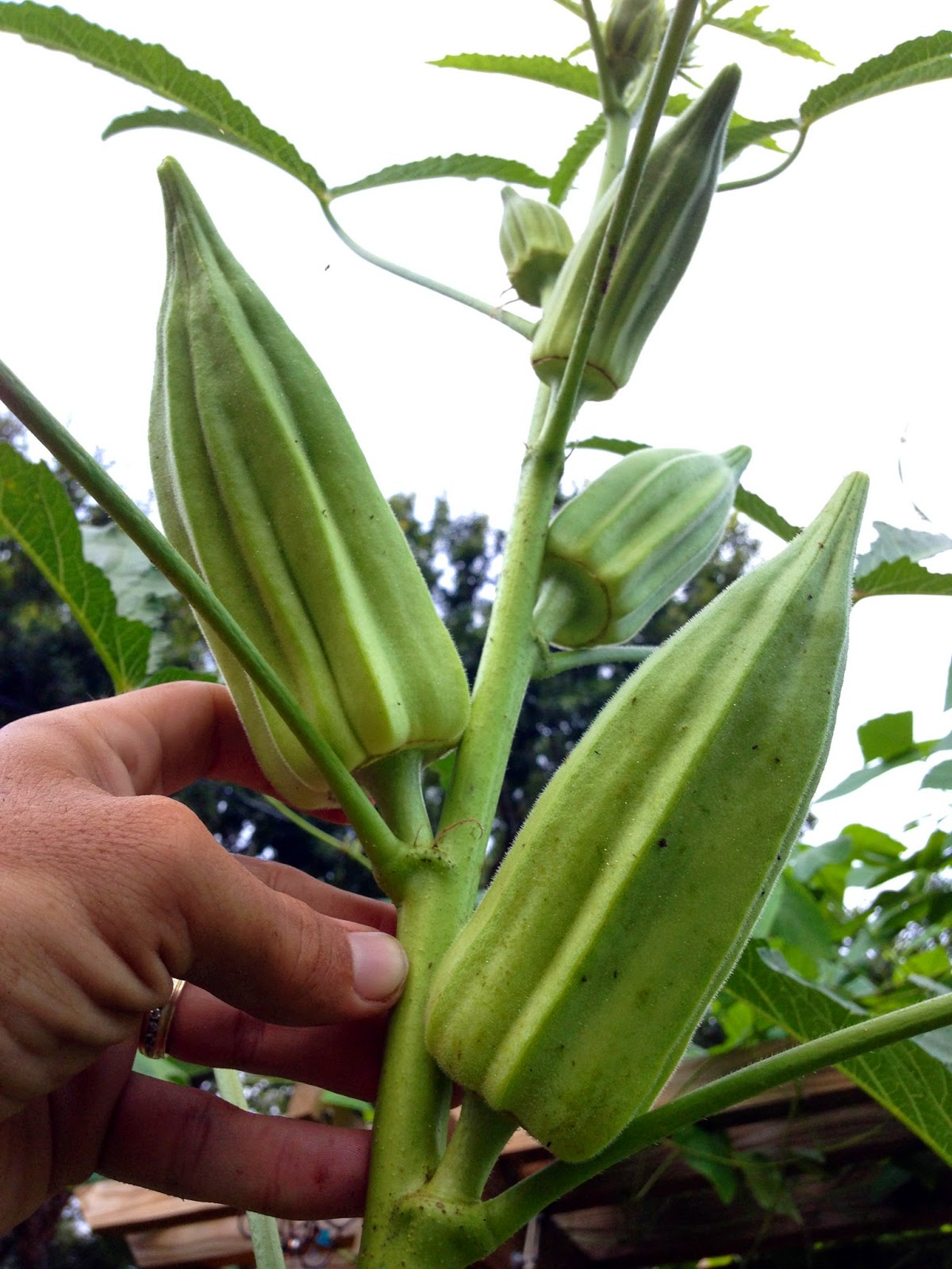 Seminte si plante de gradina hobby: Bame
