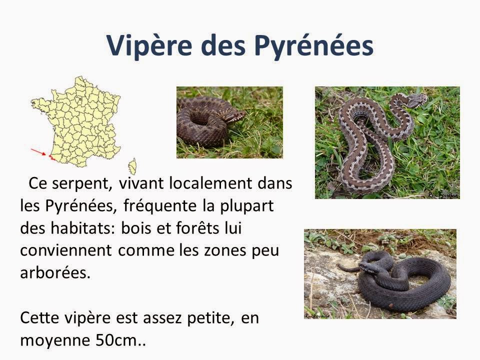 Faune Flore d'Ul: Reconnaître les serpents de France