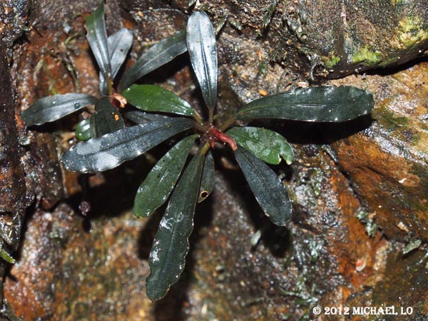 The rainforests of Borneo & Southeast Asia: Bucephalandra diabolica ...