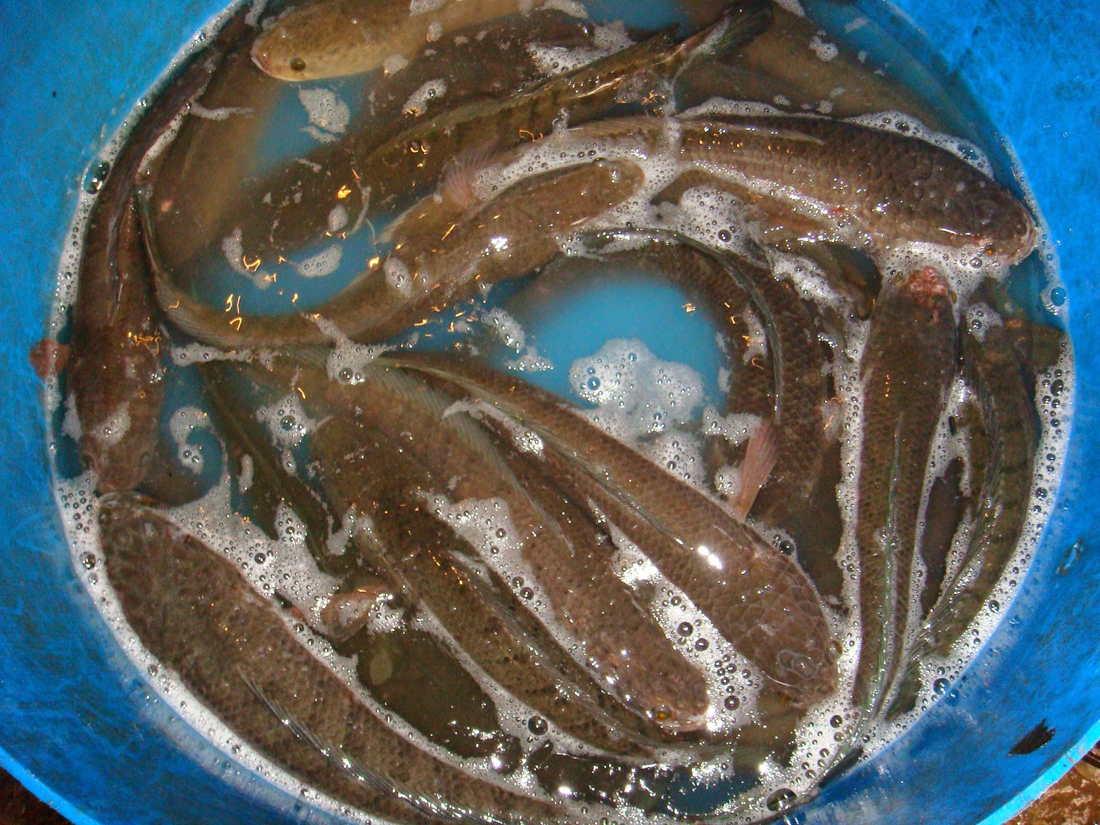 12 Manfaat Dan Khasiat Ikan Gabus Bagi Kesehatan - Mancing Arena