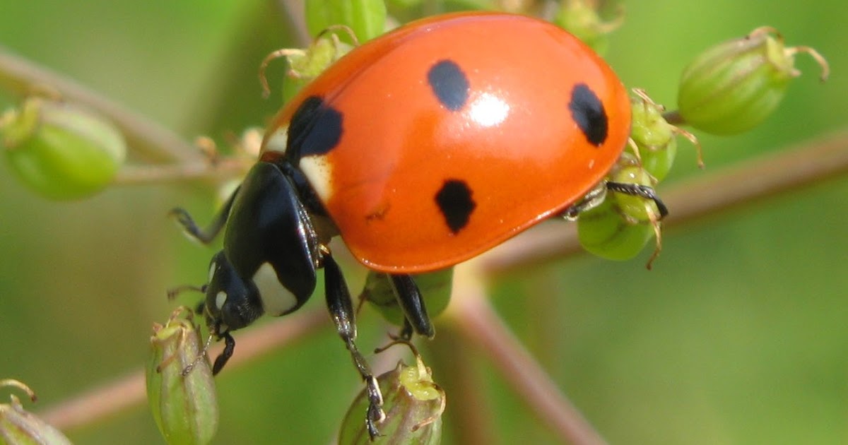 Beetles – Colorful Insects With Hard Shells and Four Wings ~ Plants Facts