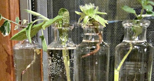 Skinny Recycled Bottles for Rooting Plants