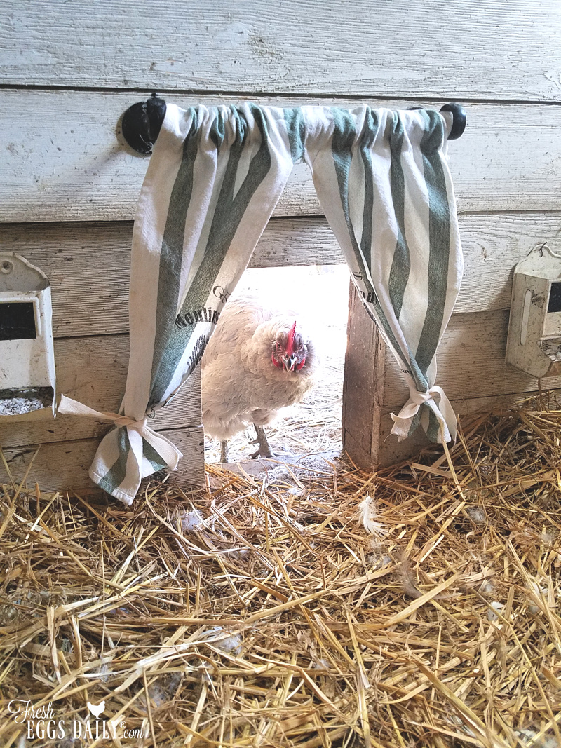 DIY Draft Drapes for your Chicken Coop - Fresh Eggs Daily® with Lisa Steele