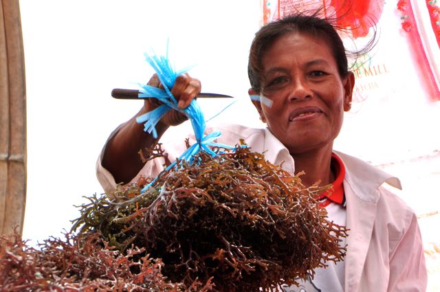 In Pinay's "Ciudad": LAYAG-LAYAG YELLOW BOAT VILLAGE: SEAWEEDS @ ZC ...