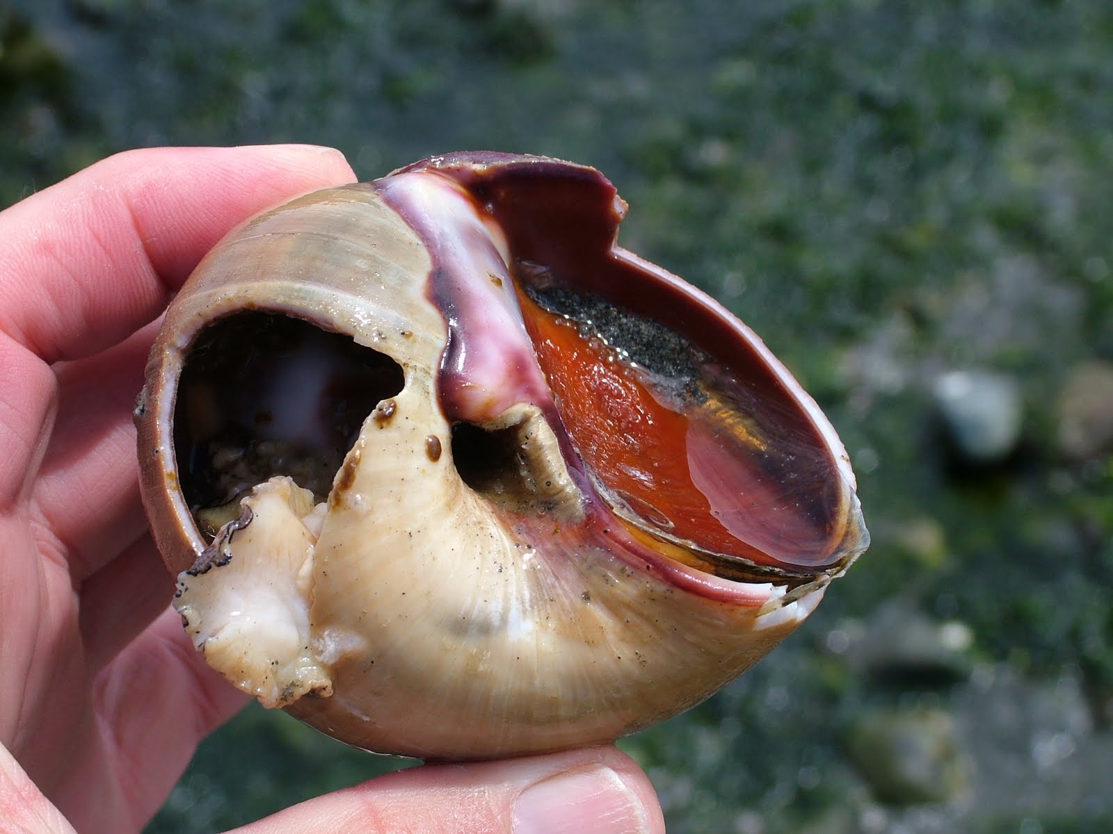Buzz's Marine Life of Puget Sound: Sand Collar Season....or More Tiny ...