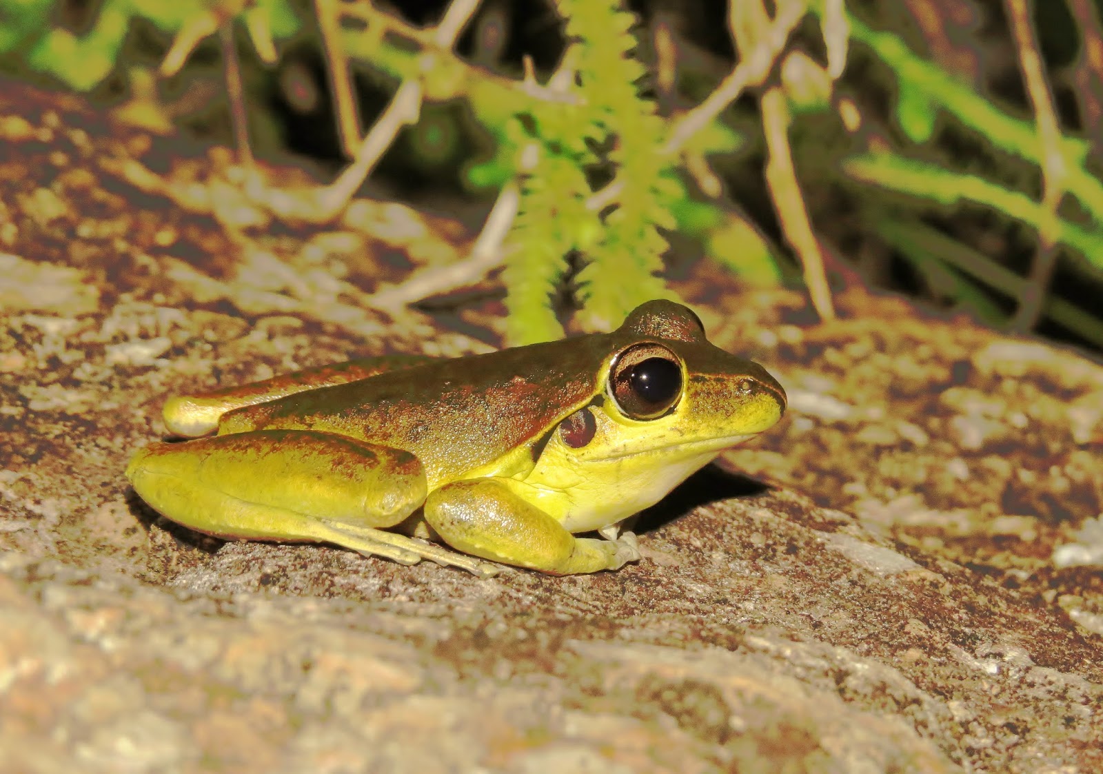 Jumping for joy: Springbrook's frogs thrill onlookers