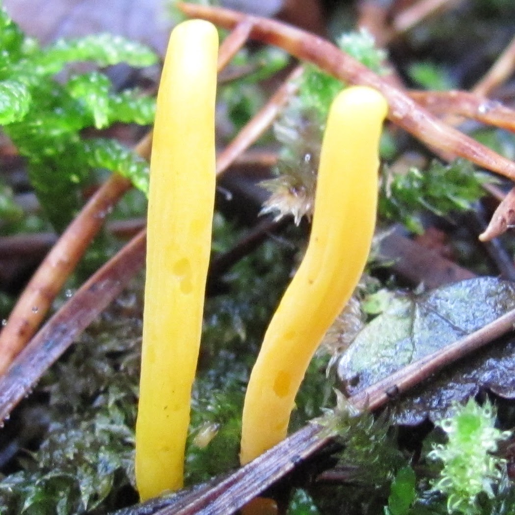 Guía de Setas y Hongos de Navarra.: Clavulinopsis helvola (Fr)Corner