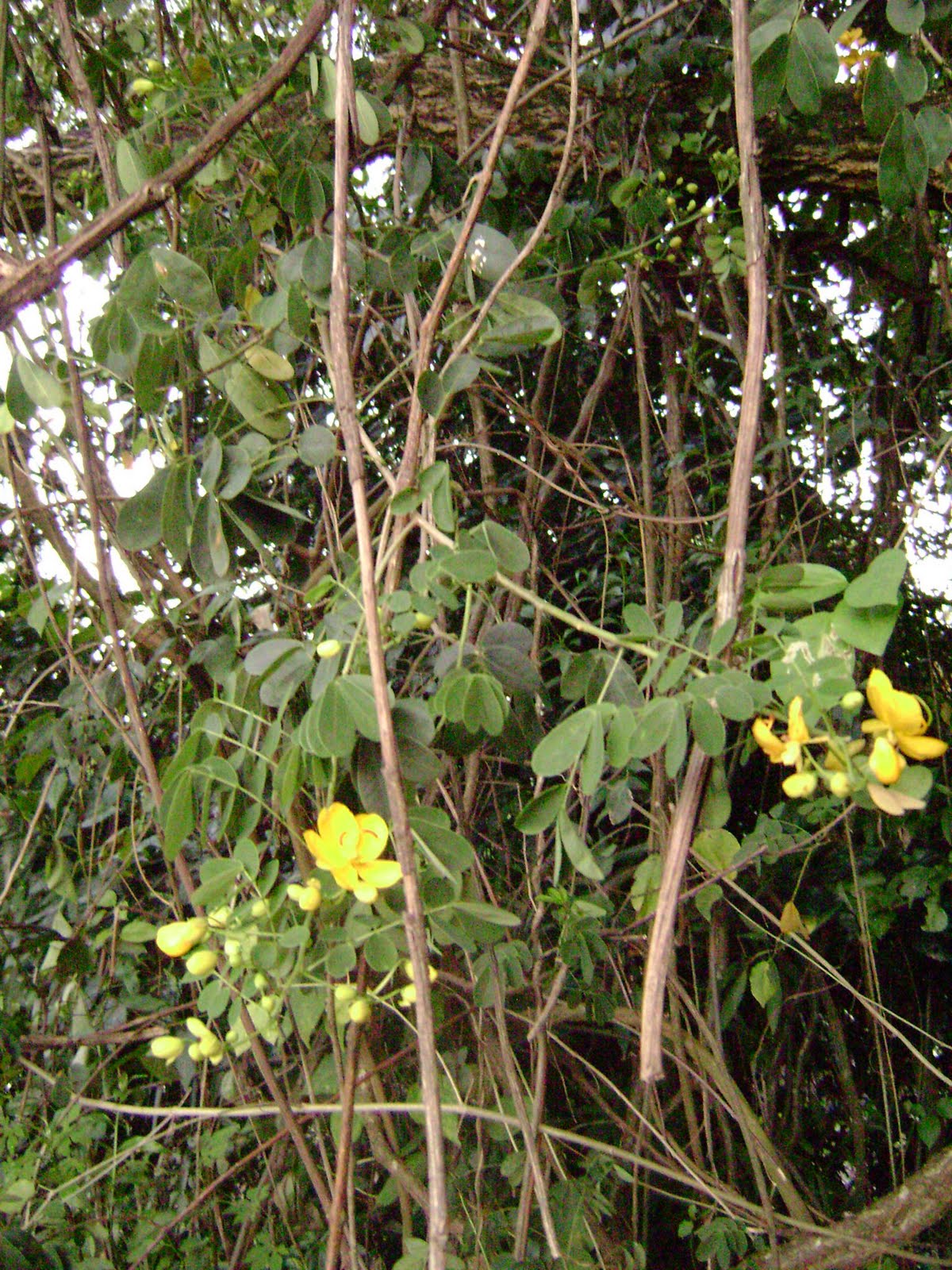 Folha de Orixá - Ewé Orisa: Aroeira,canelinha e canudo de pito...