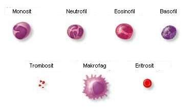 BIOLOGY LEARNING CENTER: DARAH