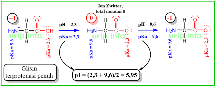 Cara Menentukan pH Isoelektrik (Titik Isoelektrik) dan Memperkirakan ...