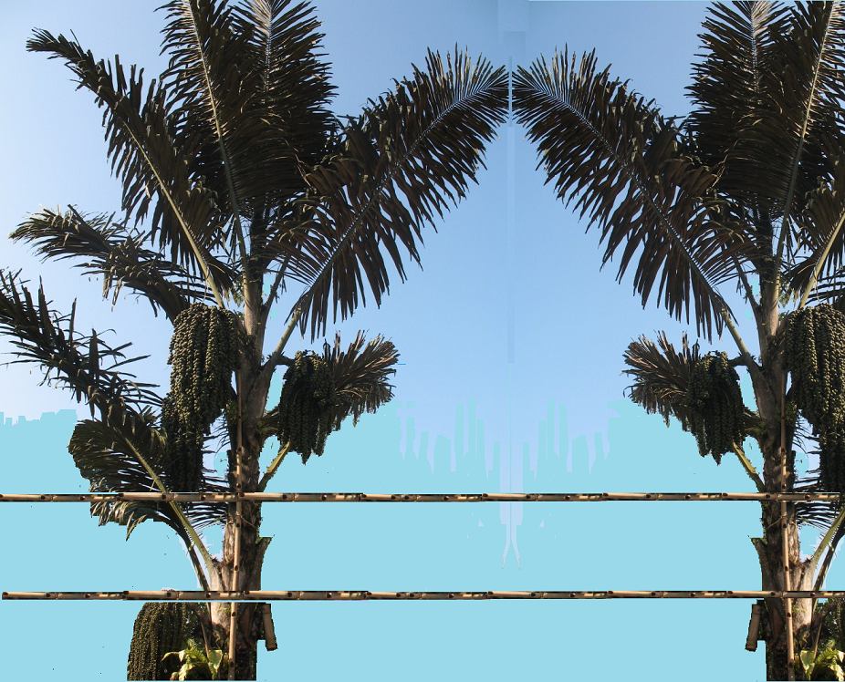 kebun aren: Dengan Pola Tradisional Menjadi Petani Aren Sangat Berat