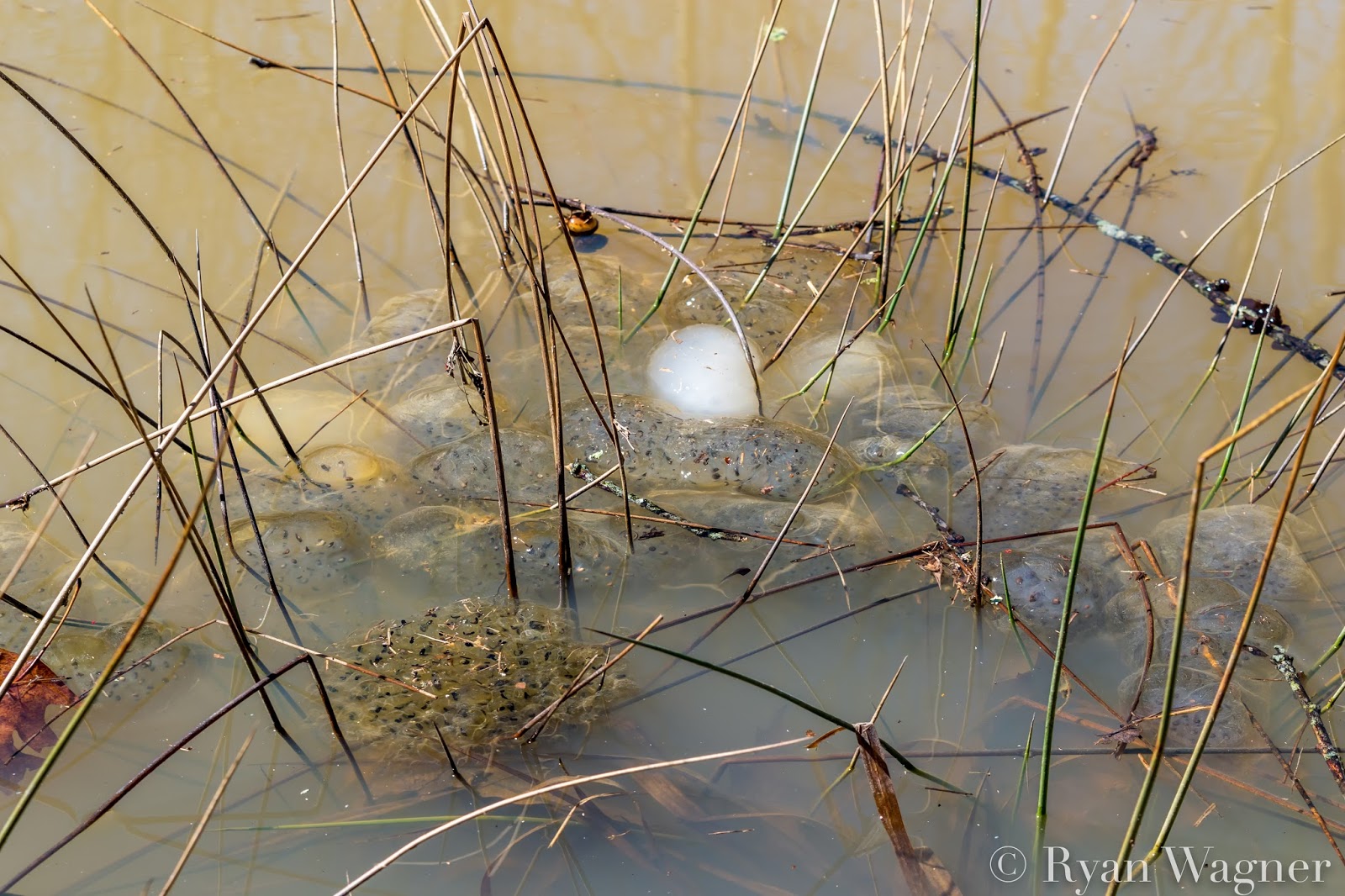 Field Life: Early Spring Egg Masses