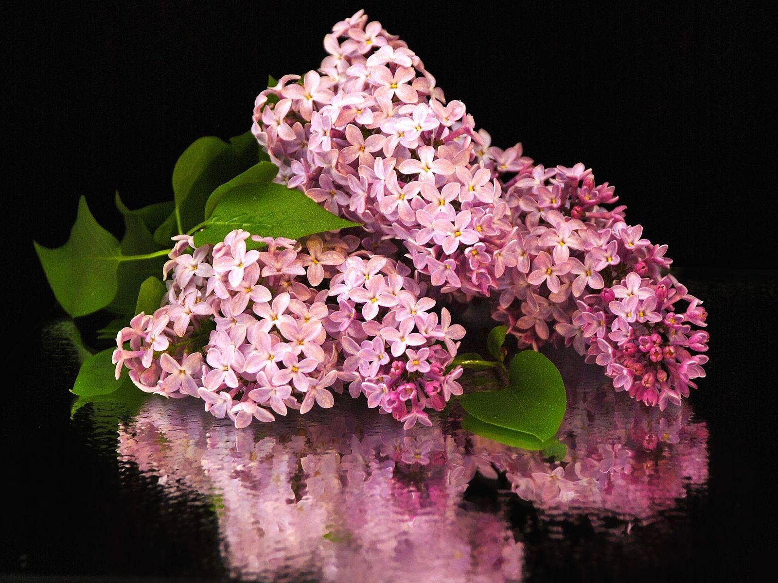 Floarea Memoriei - Liliacul | Poze Super Misto