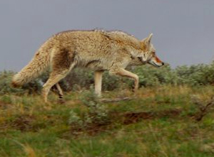 Kathryn Louise Wood Author Blog: Under the skin...Navajo Skinwalkers