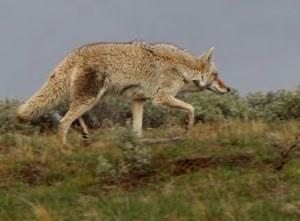 Kathryn Louise Wood Author Blog: Under the skin...Navajo Skinwalkers