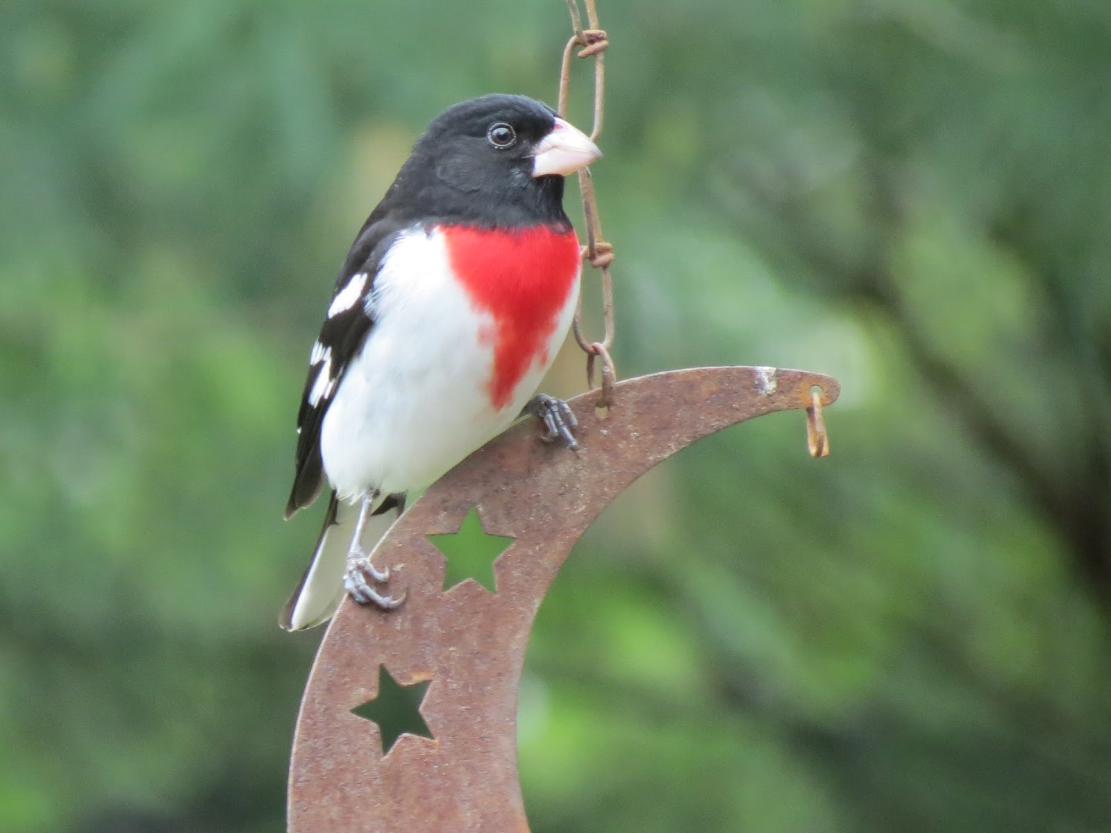 Viewing nature with Eileen: Spark Bird