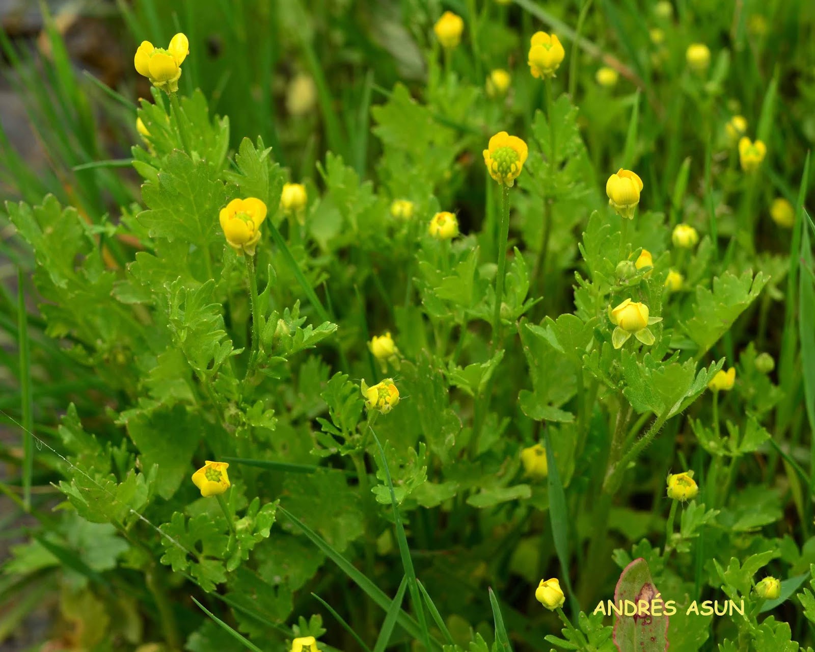 Flores silvestres de la Cordillera Cantábrica: RANUNCULACEAS ...