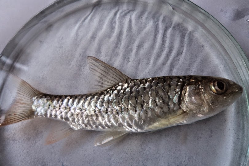 KERALA THE LAND OF RIVERS /FISHES WATERFALLS/ BEACH/ LAKE/ DAMS ...