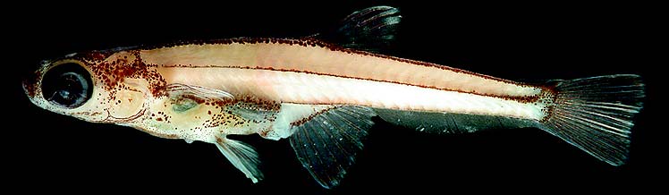 Paedocypris progenetica