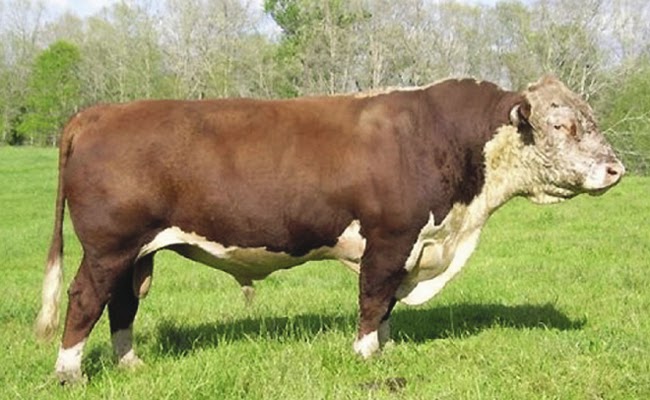 GAMBAR SAPI HEREFORD 2 | GAMBAR SAPI