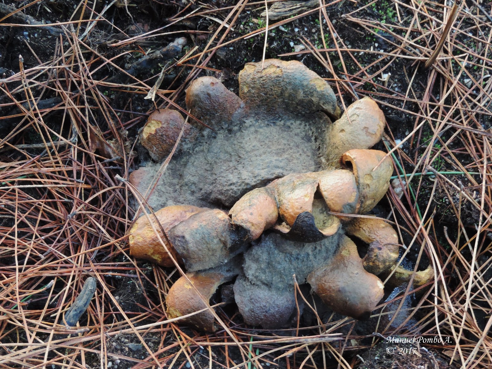 Un micólogo aficionado: Scleroderma polyrhizum J.F. Gmel.: Pers.