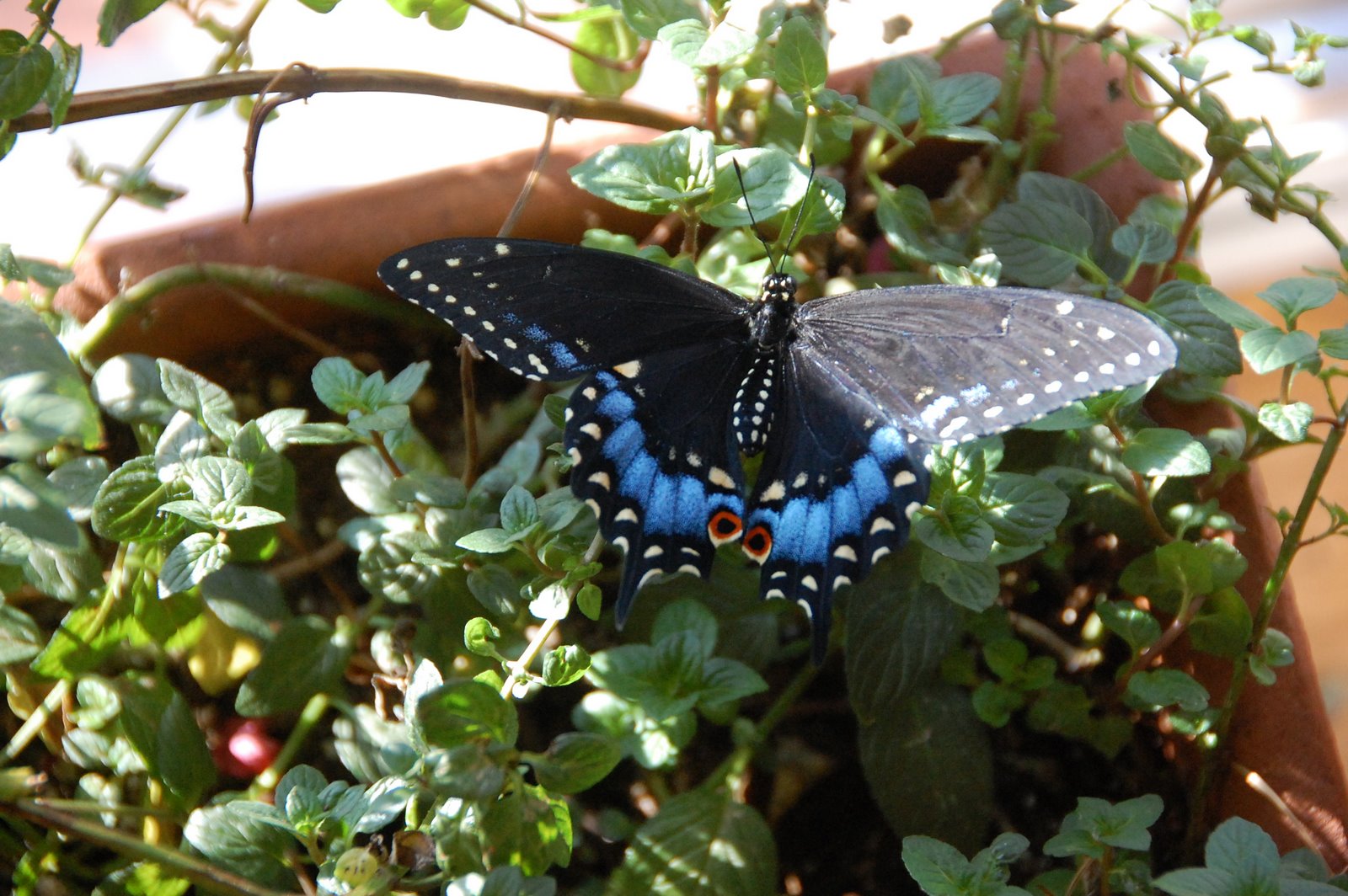 Falling in Love: Winter Butterfly