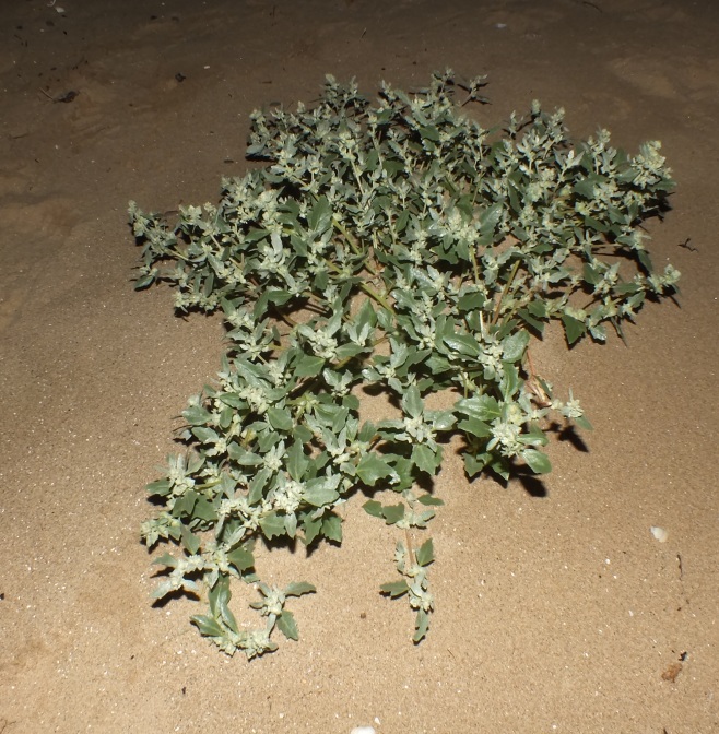 Lancashire and Lakeland Outback Adventure Wildlife Safaris: Plant ID by ...