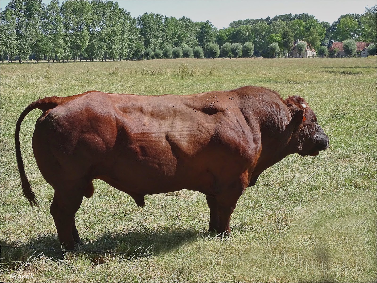 fotorantje: verzamelaar