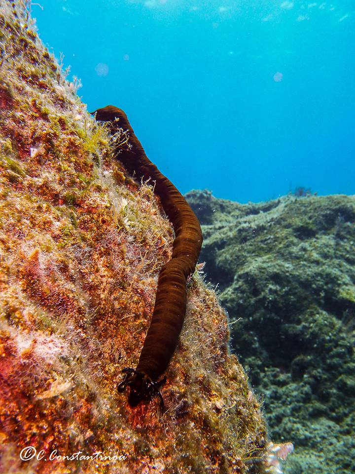 Biodiversity of Cyprus by NGO Protection of the Natural Heritage and ...