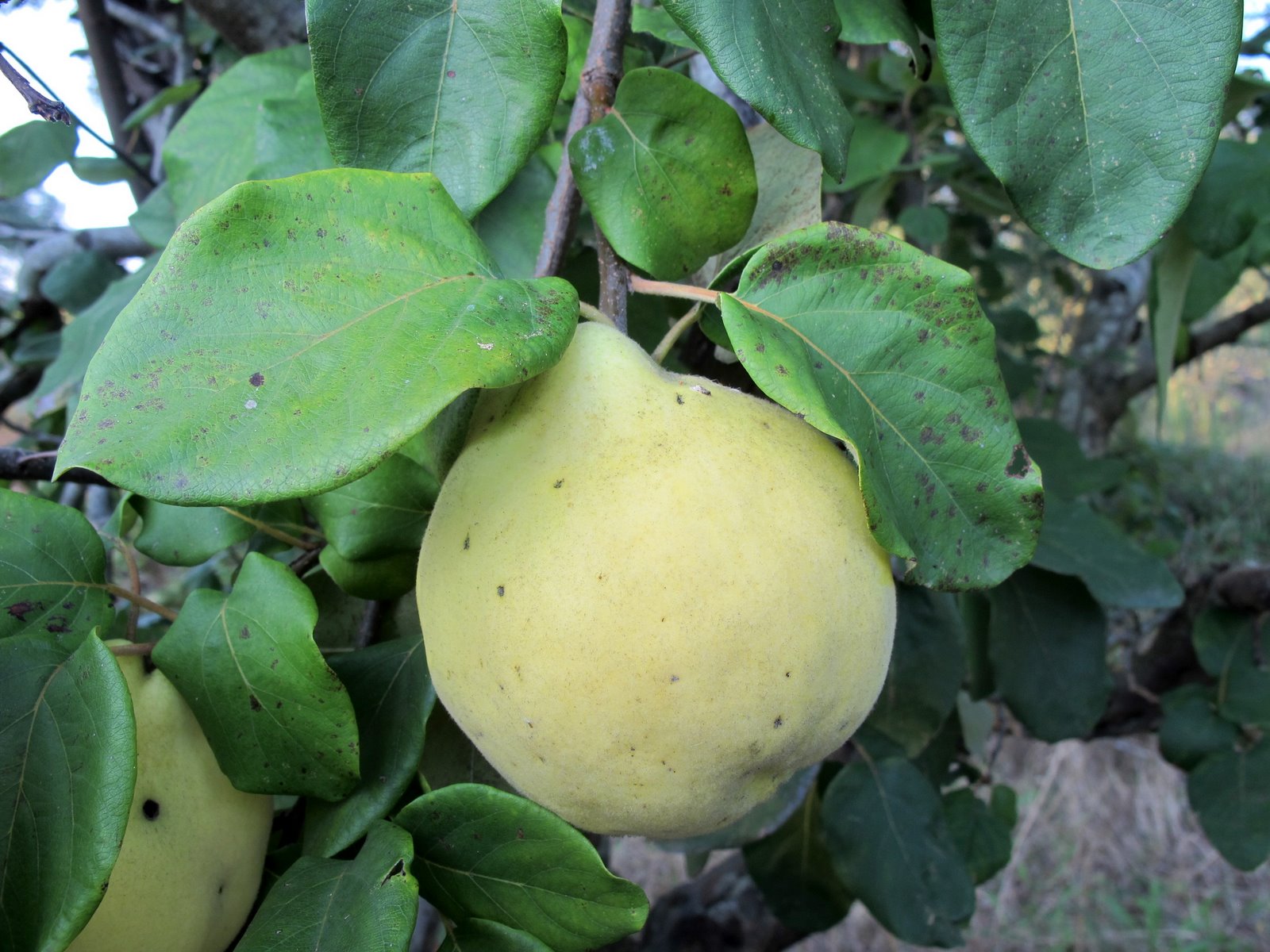 FLORA NEL SALENTO e.. anche altrove: Cydonia oblonga Mill. - Rosaceae ...