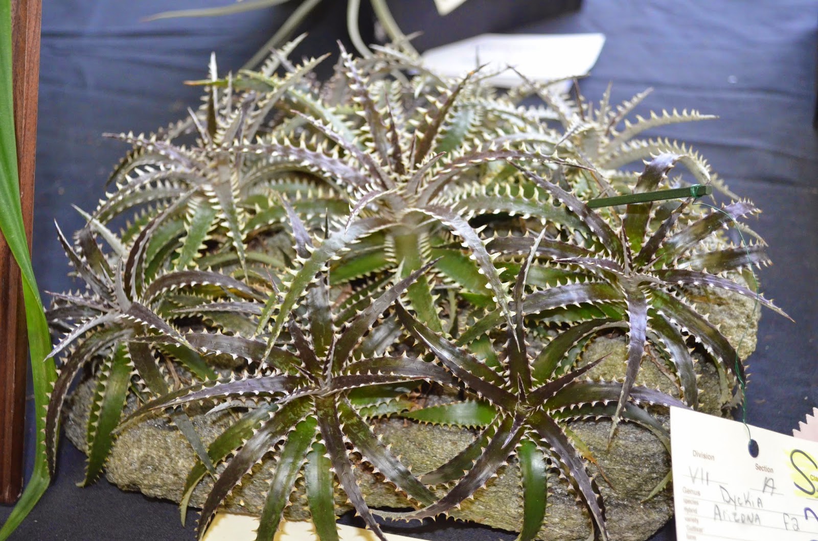 Succulent Bromeliads and others : Sarasota Bromeliad Society Show the ...