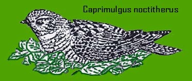 Puerto Rico, Isla Bella !!!: Guabairo