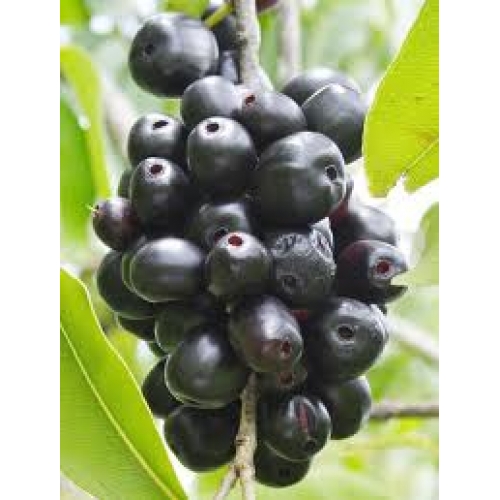 Health Benefits of Jambul / Jamun (Syzygium Cumini) ~ Kaley Cuoco