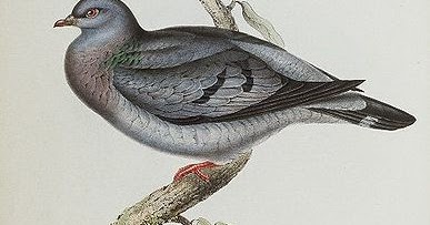 Beauty, and What It Means: Two More Cents on Dove