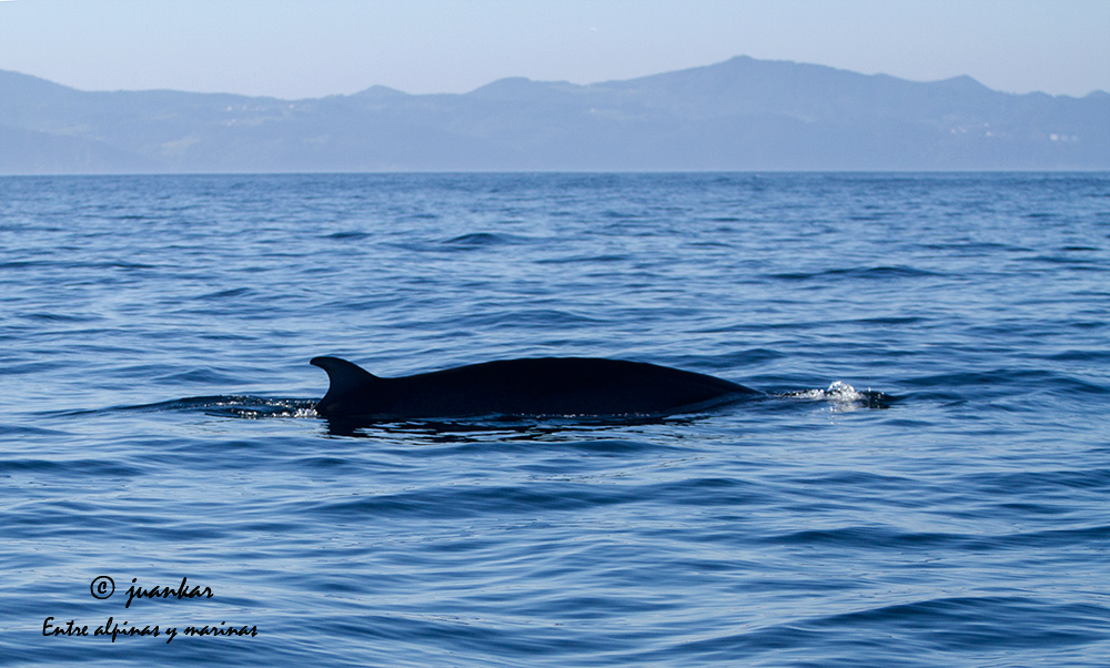 Entre alpinas y marinas.: Rorcual boreal en Lekeitio. Sei whale.