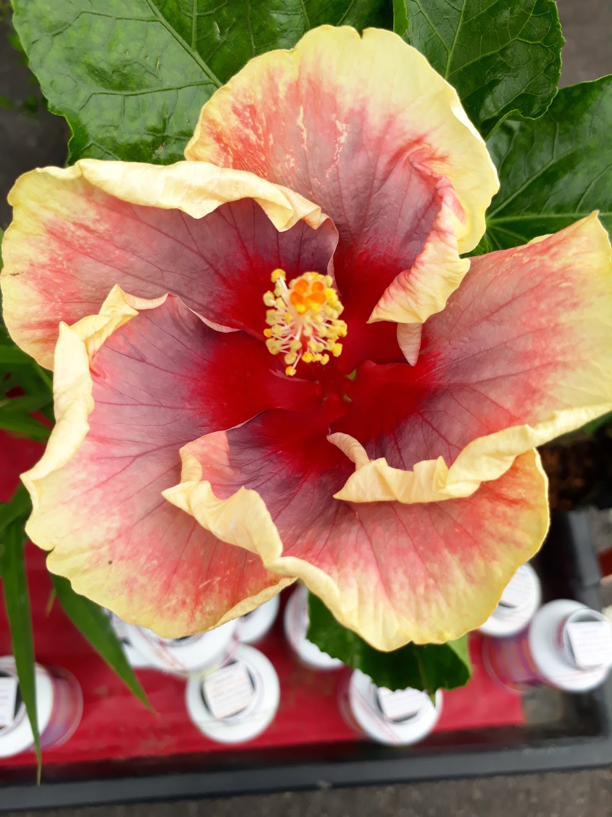 FANCY HIBISCUS THAILAND