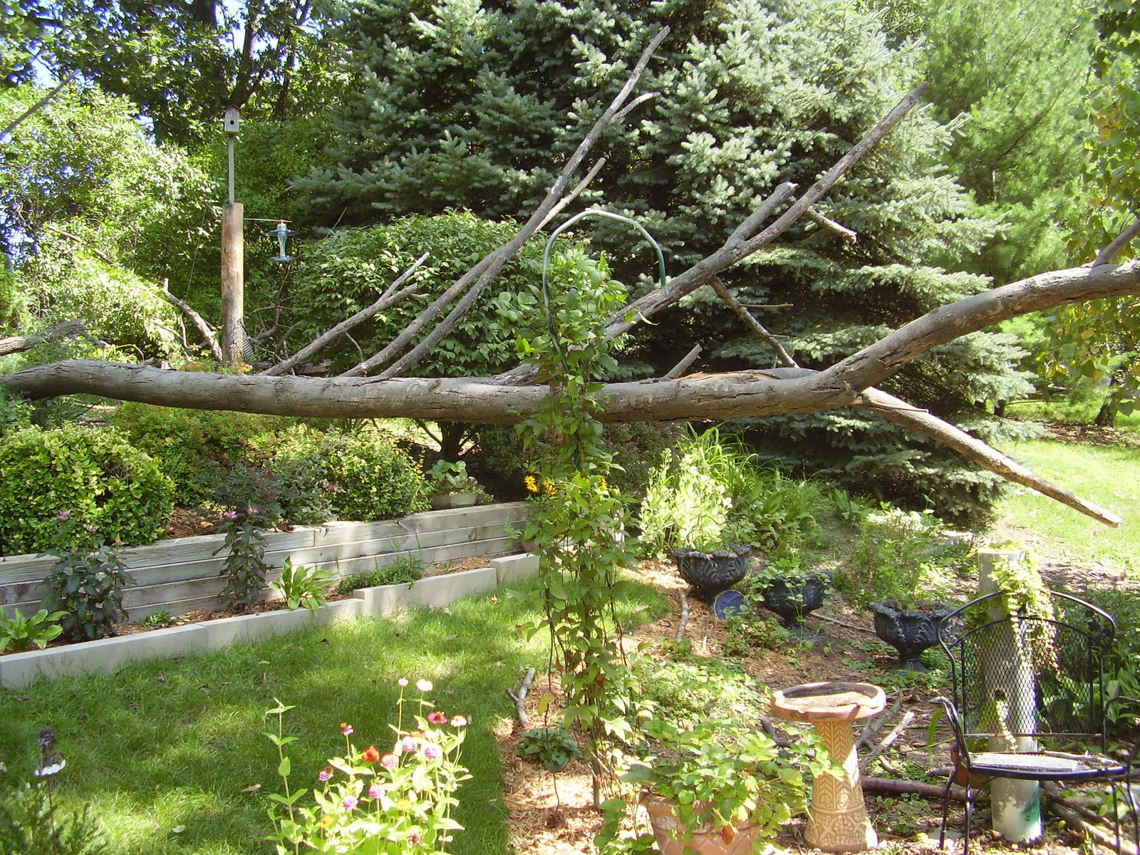 Life In Michigan: A tree fell in the woods and it made a whooshing noise