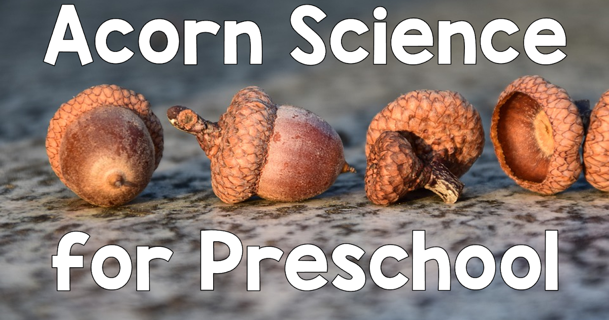 Preschool Ponderings: Acorn Science