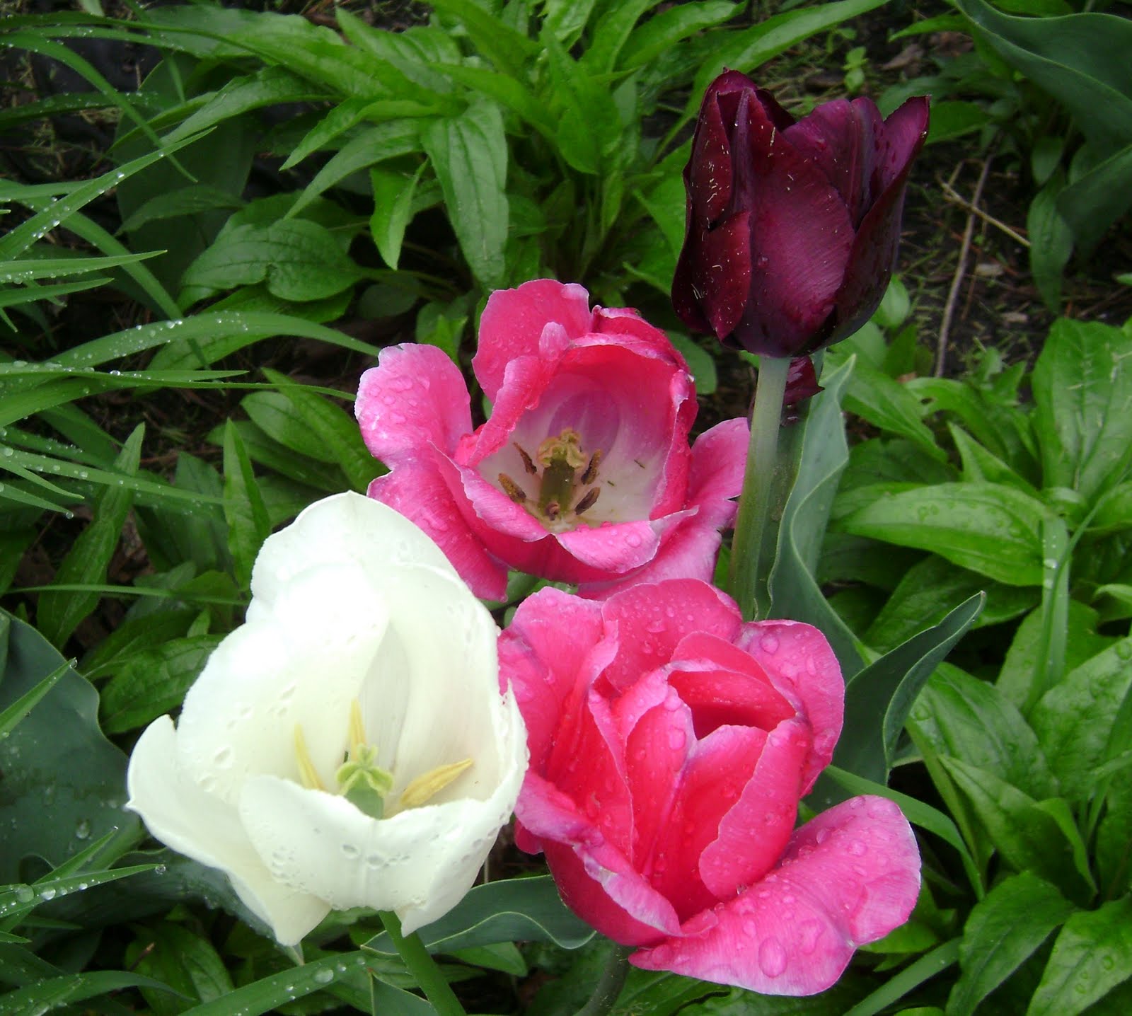 Prairie Rose's Garden: May 2011