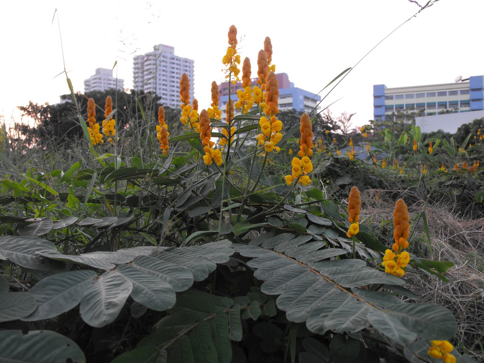 Health Benefits of Akapulko or Asunting