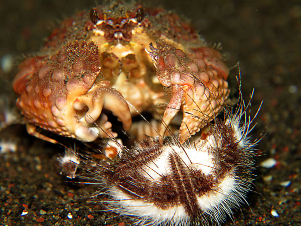 KEPITING HIAS VAMPIRE YANG LUCU - SEMUA CARA BUDIDAYA HEWAN