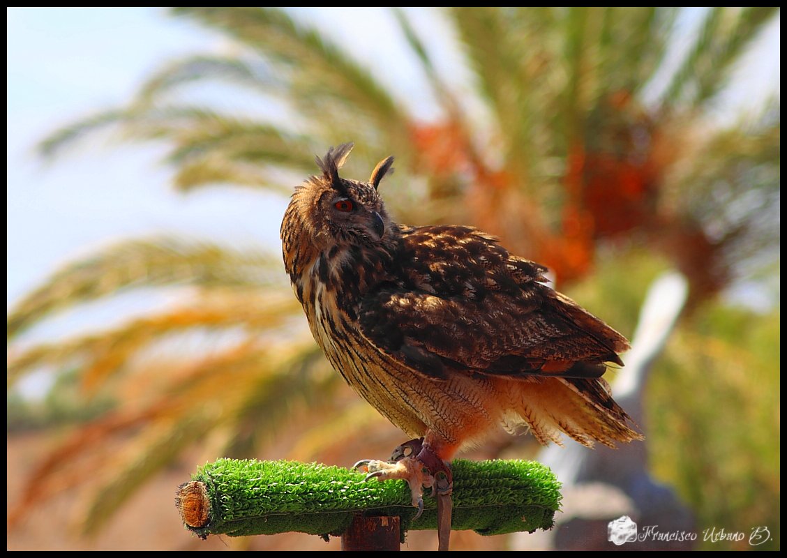 El Rincon De Fuerteventura "F.U": 2011