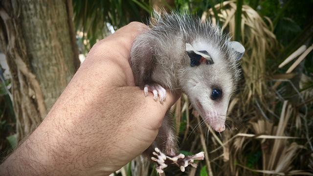 Não confunda timbu com rato, que é marsupial e semeador | Panorama Eco