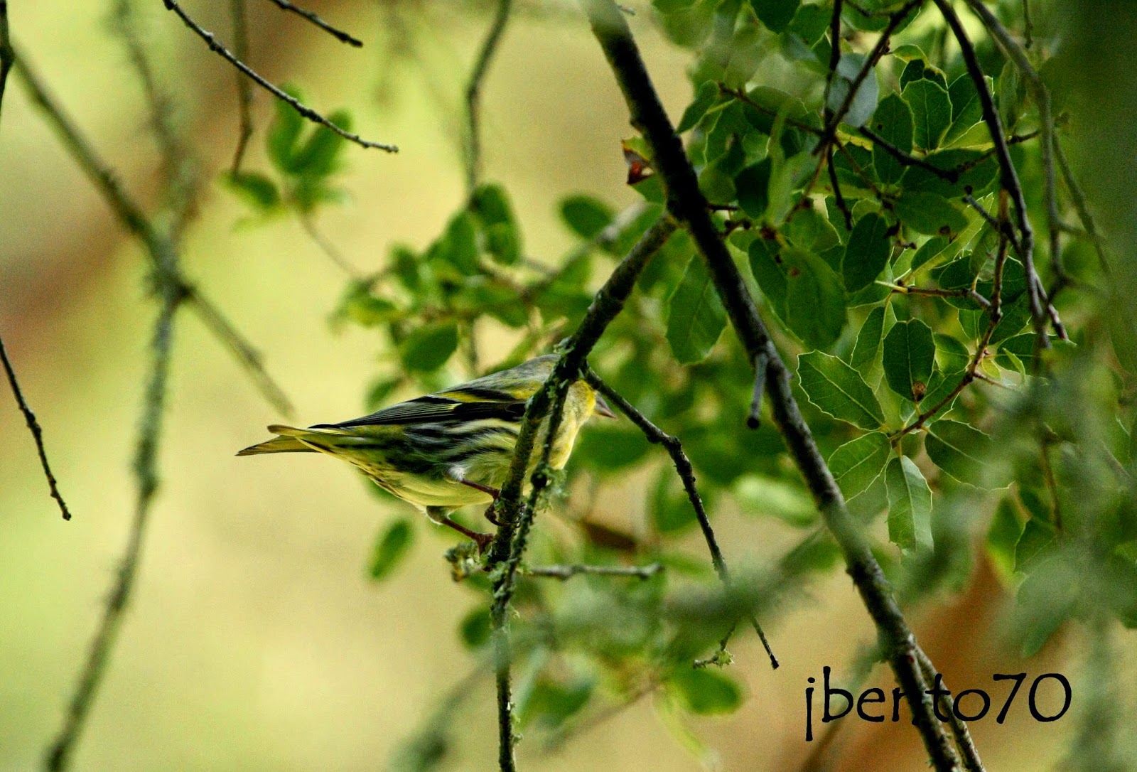 Birding Cascais: Lugre / Eurasian Siskin (Carduelis spinus) no Parque ...
