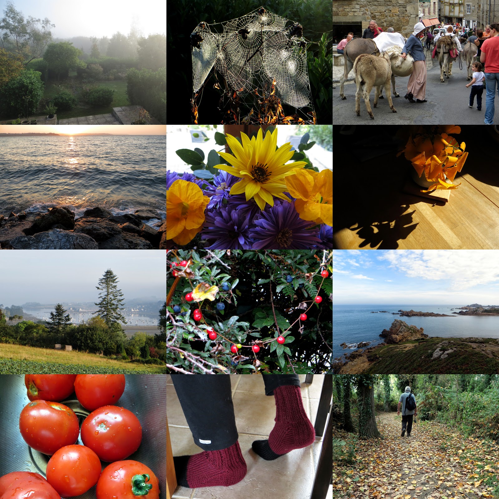 box elder: First of November