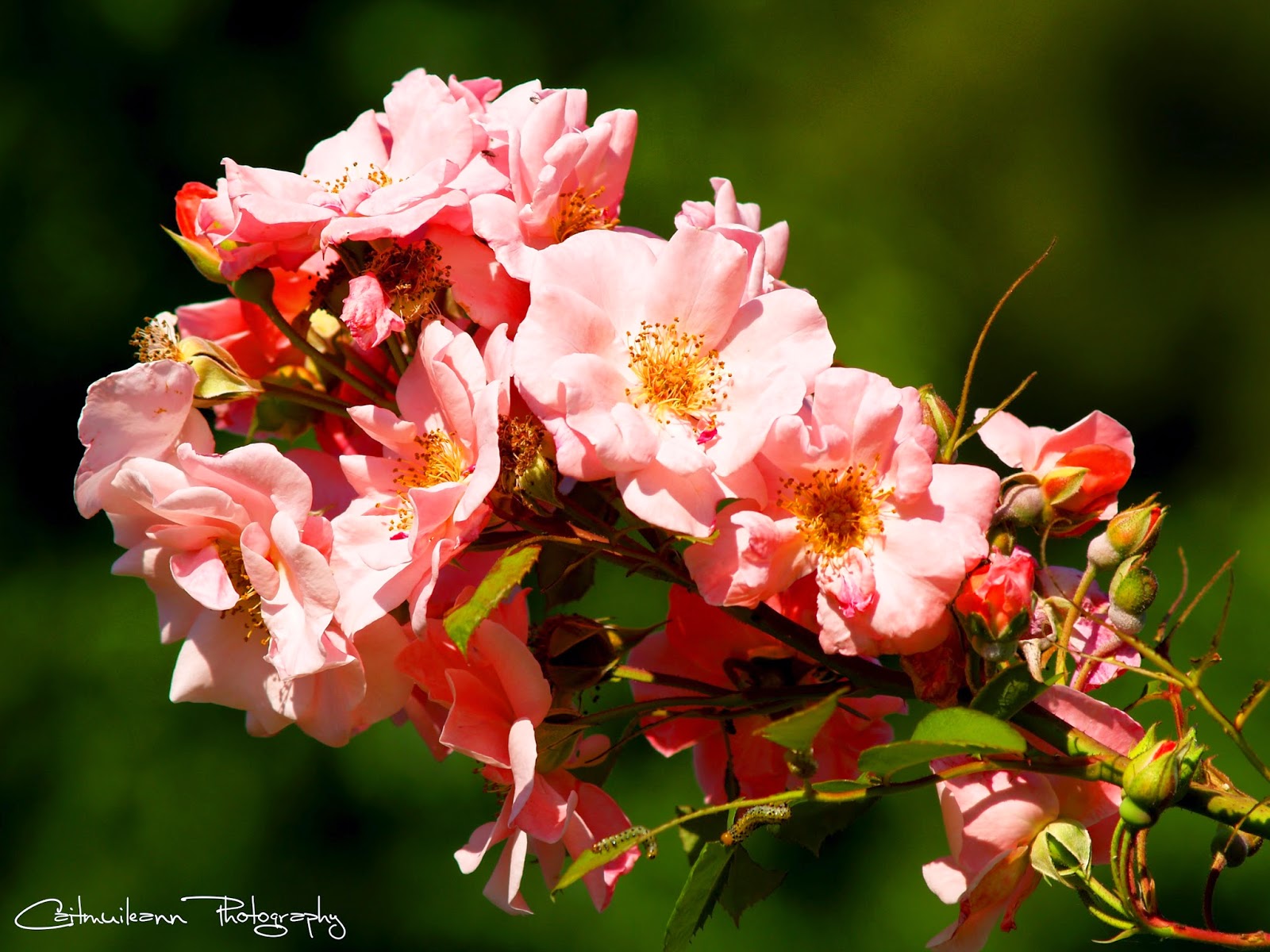 Caitmuileann Photography: julio 2014