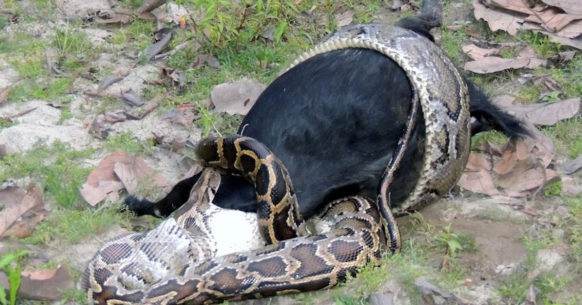 Biggest Python eat Goat-Strange Video Clip