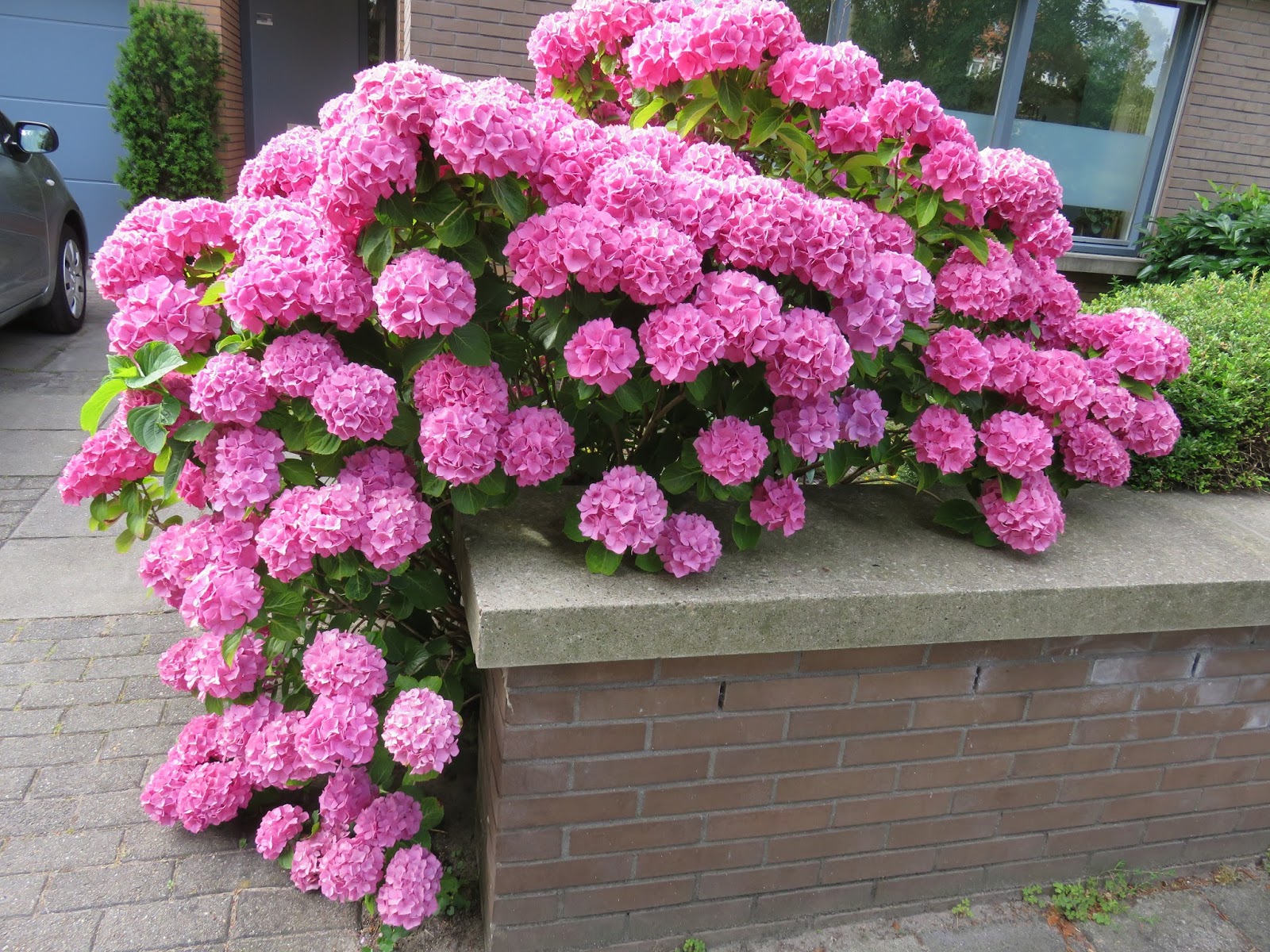 Kee Hua Chee Live!: GORGEOUS, GRAND AND GREAT GARDEN FLOWERS IN THE ...