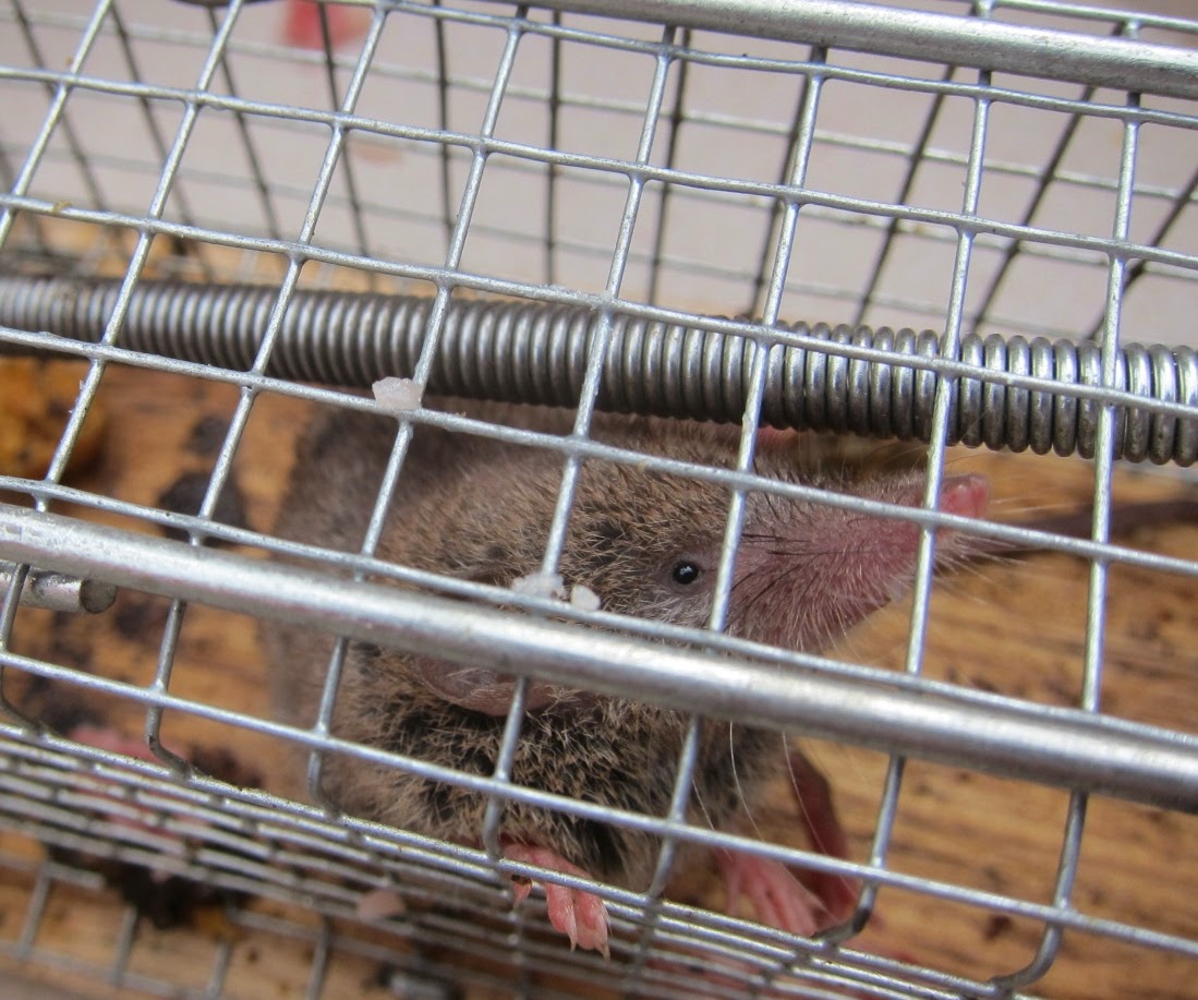 an american in belgië : The Trapping of the Shrew