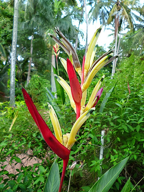 Red Parrot Heliconiya-Heliconia psittacorum-Gira Mal | SL Flora